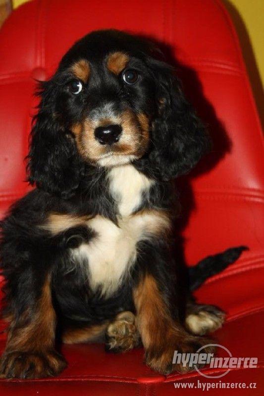 Anglický kokršpaněl,pes černý s pálením - bazar - Hyperinzerce.cz