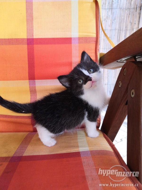 Daruji krásné koťátko - bazar - Hyperinzerce.cz