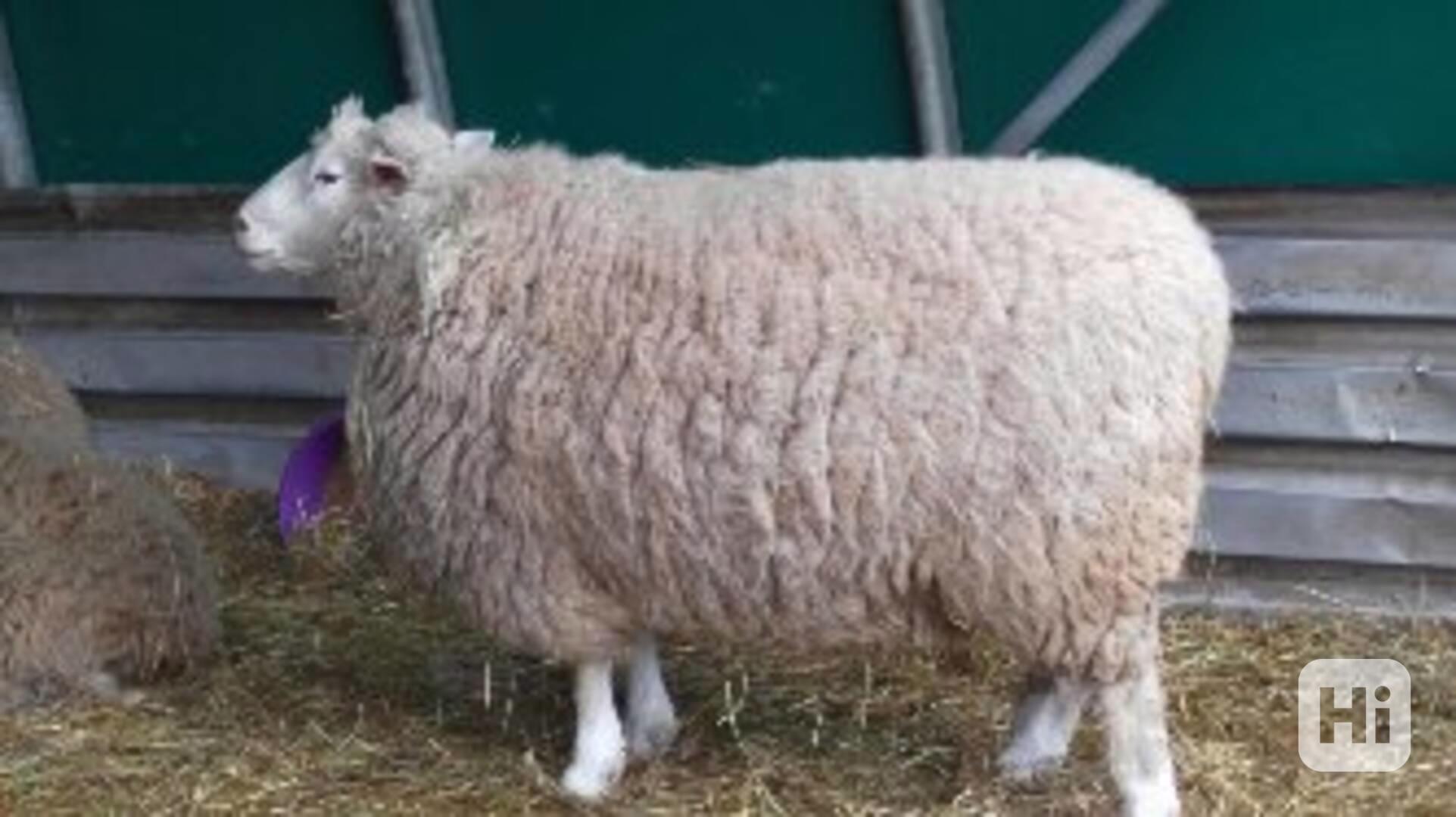 Ovce Romney Marsh /Kent/ - bazar - Hyperinzerce.cz