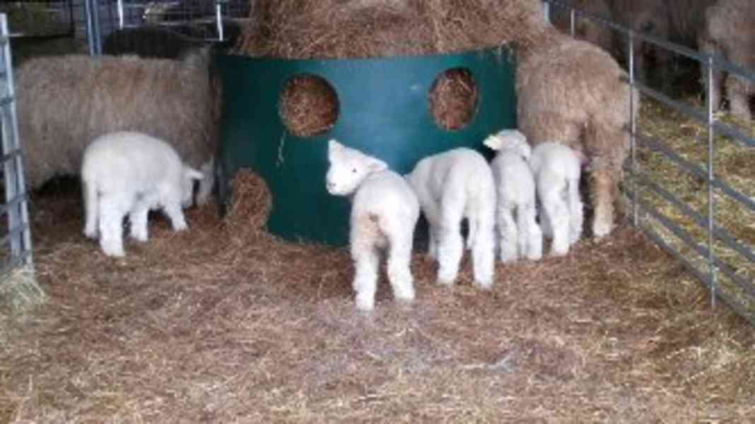 Ovce Romney Marsh /Kent/ - bazar - Hyperinzerce.cz