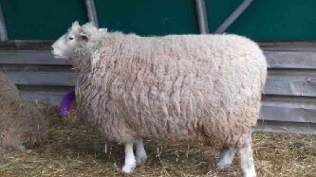 Ovce Romney Marsh /Kent/ - bazar - Hyperinzerce.cz