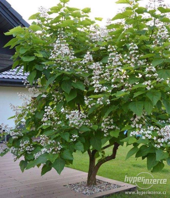 Katalpa - bazar - Hyperinzerce.cz