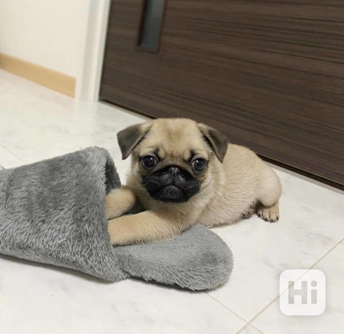 MOPSÍK - bazar - Hyperinzerce.cz