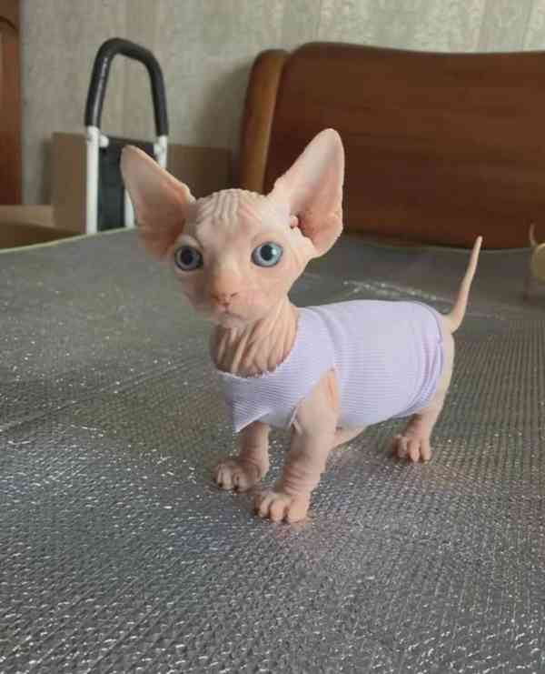 Munchkin sphynx koťata k bezplatné adopci - bazar - Hyperinzerce.cz