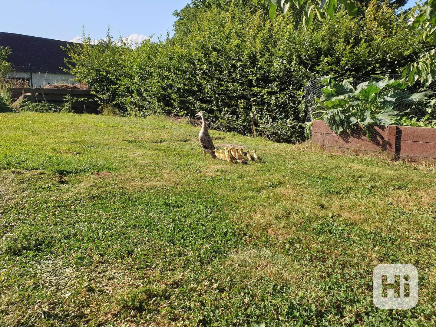 Indický běžec - bazar - Hyperinzerce.cz
