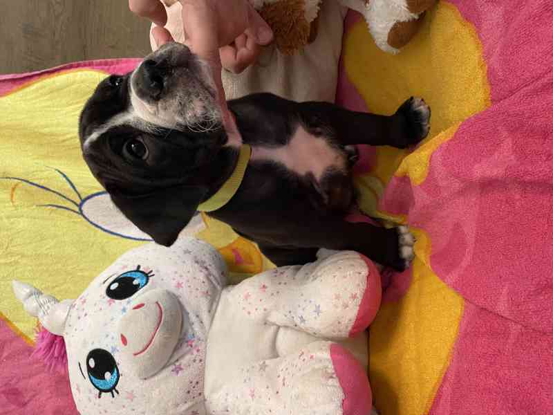 Kontinentální buldok - bazar - Hyperinzerce.cz