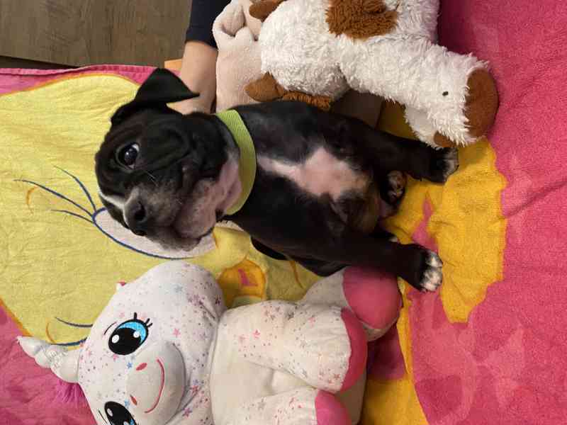 Kontinentální buldok - bazar - Hyperinzerce.cz