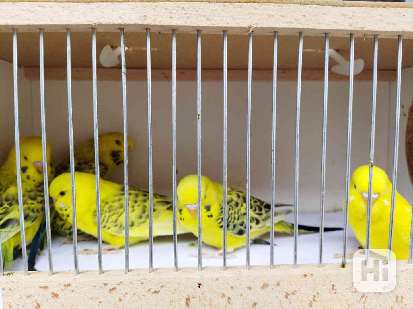 Andulka, andulky TEXAS clear body(TCB) kroužkované 2022 - bazar ...