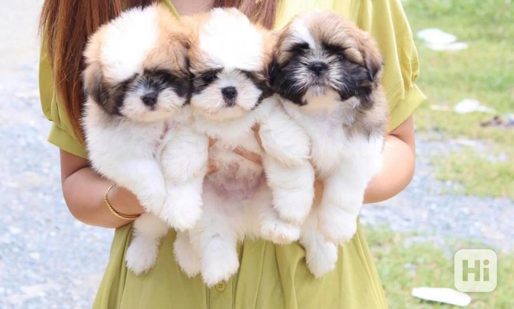 Štěňata Shih Tzu na prodej Přijďte s prvními štěňaty. Vychov - bazar ...