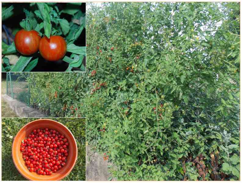 RAJČE DIVOKÉ - SEMENA - bazar - Hyperinzerce.cz