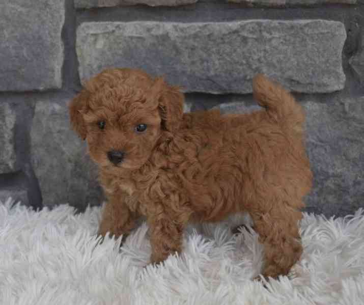 TOY PUDL ŠTĚŇATA - bazar - Hyperinzerce.cz