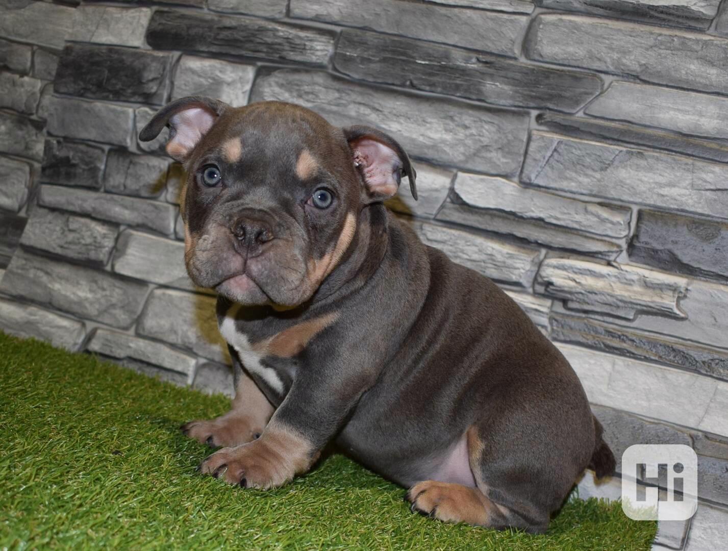 AMERICAN bully MICRO - bazar - Hyperinzerce.cz