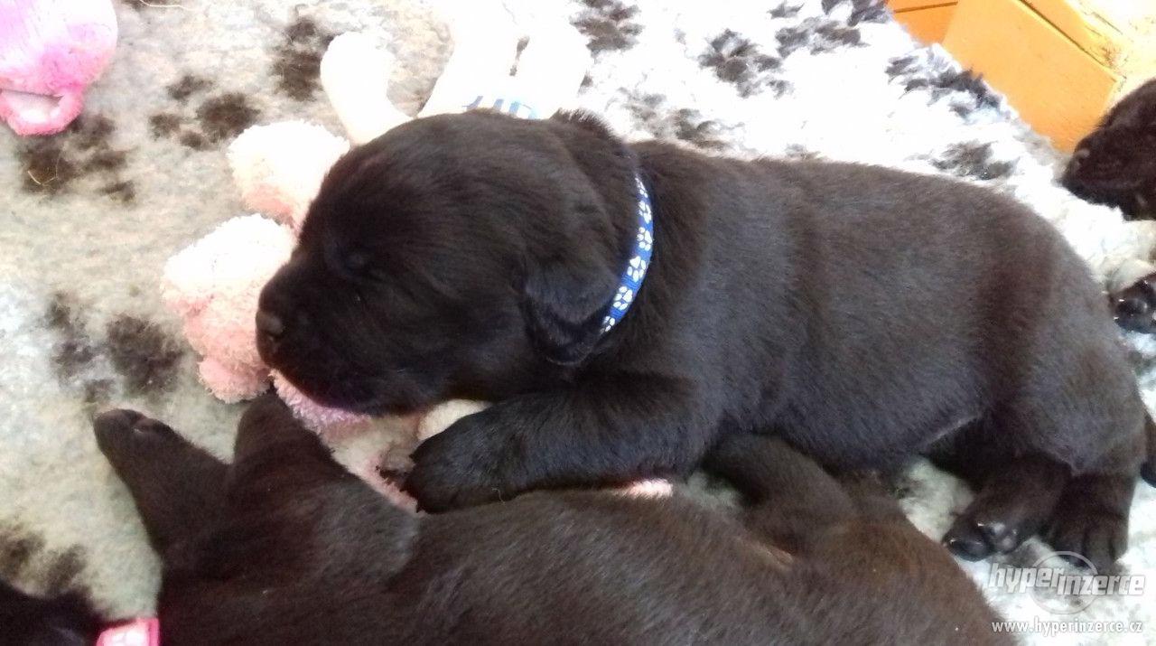 Černý pejsek labradora s PP - bazar - Hyperinzerce.cz