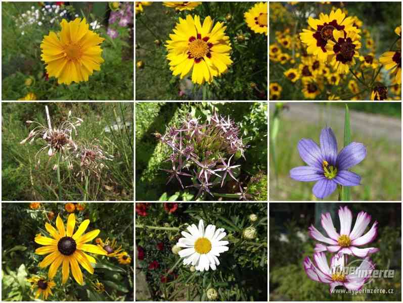 Semena trvalek a letniček 2 - bazar - Hyperinzerce.cz
