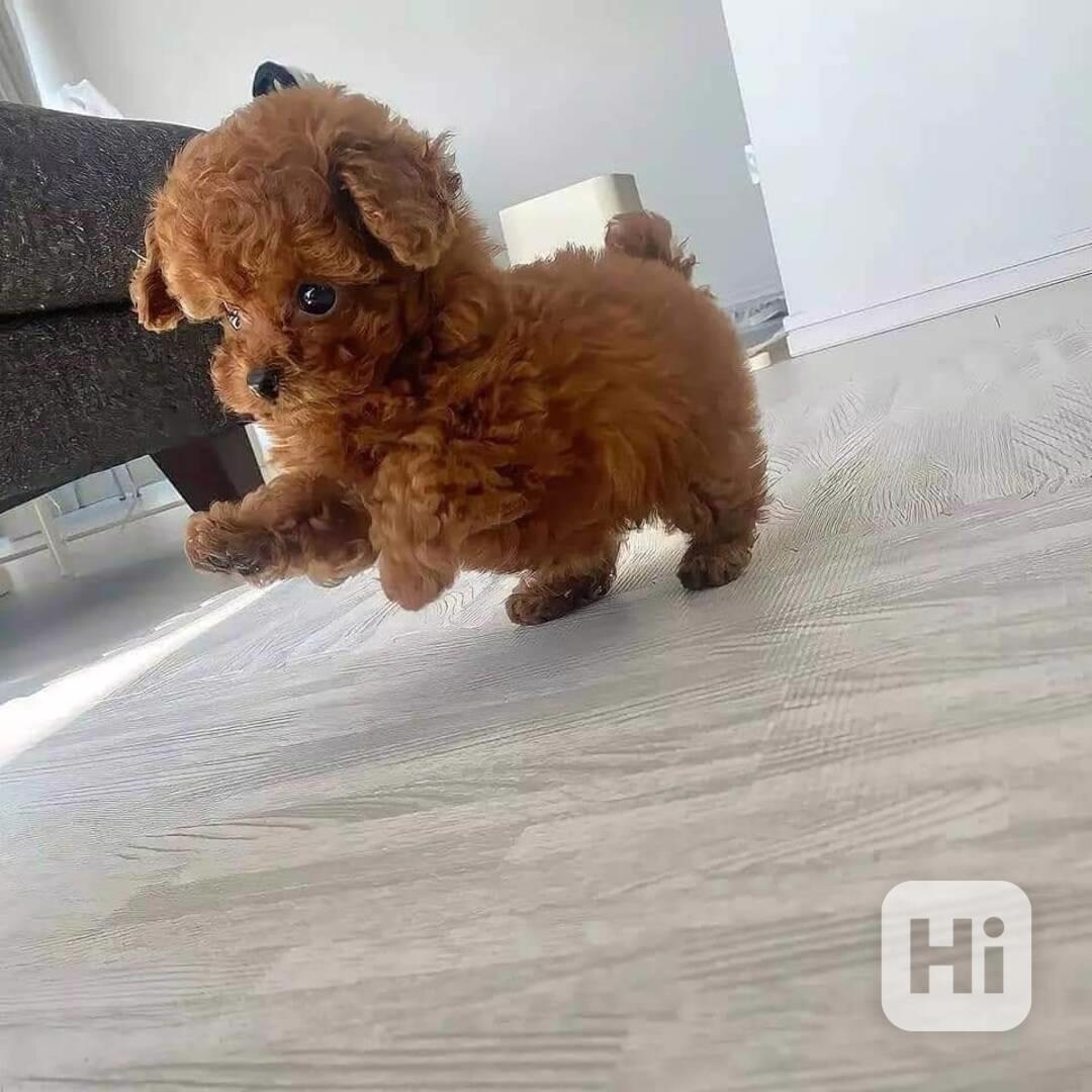 TOY PUDLÍ ŠTENATA PEJSKA A FENKA K Adopci Tyto rozkošné malé - bazar ...