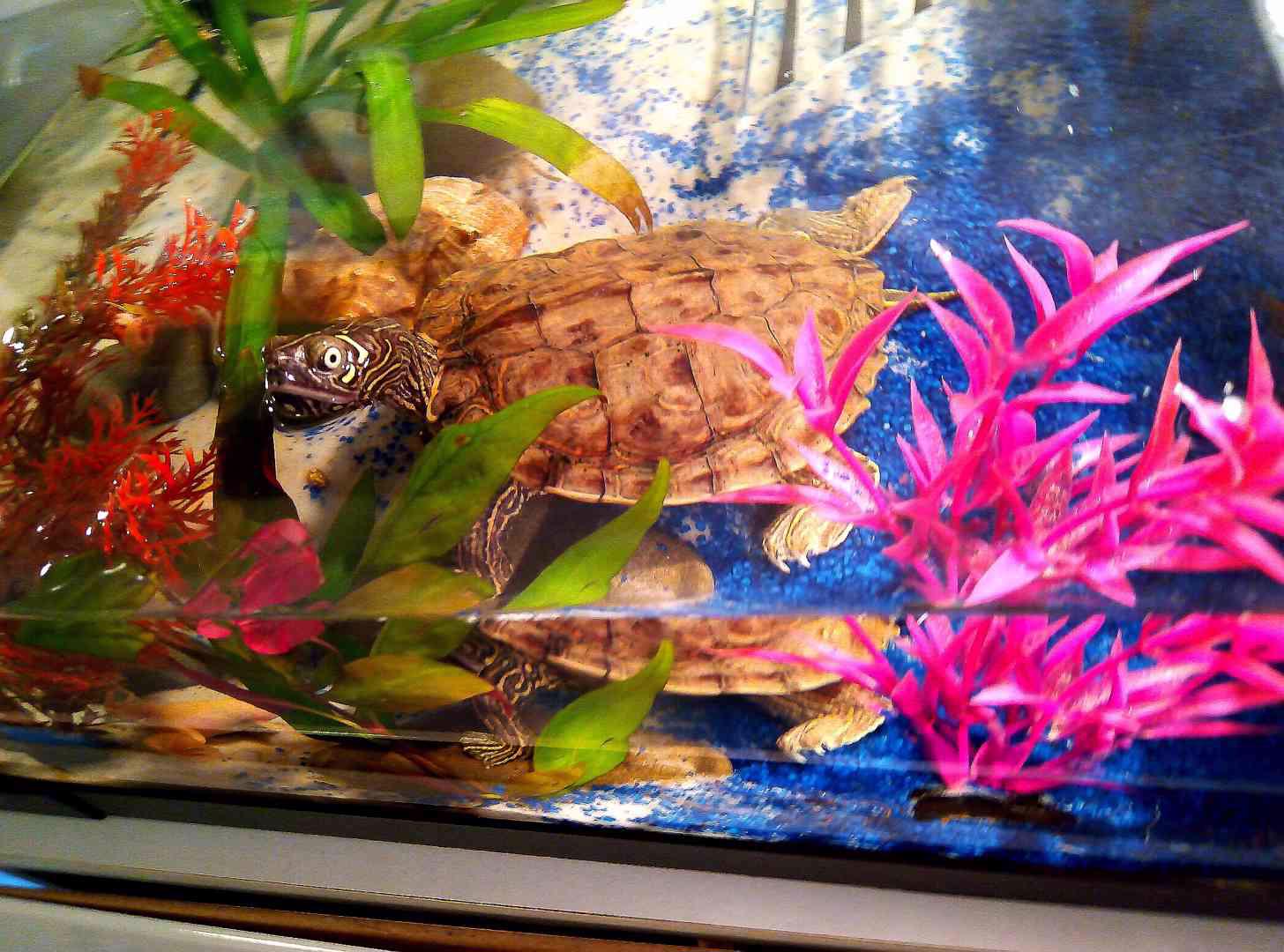 Želva mapová - bazar - Hyperinzerce.cz