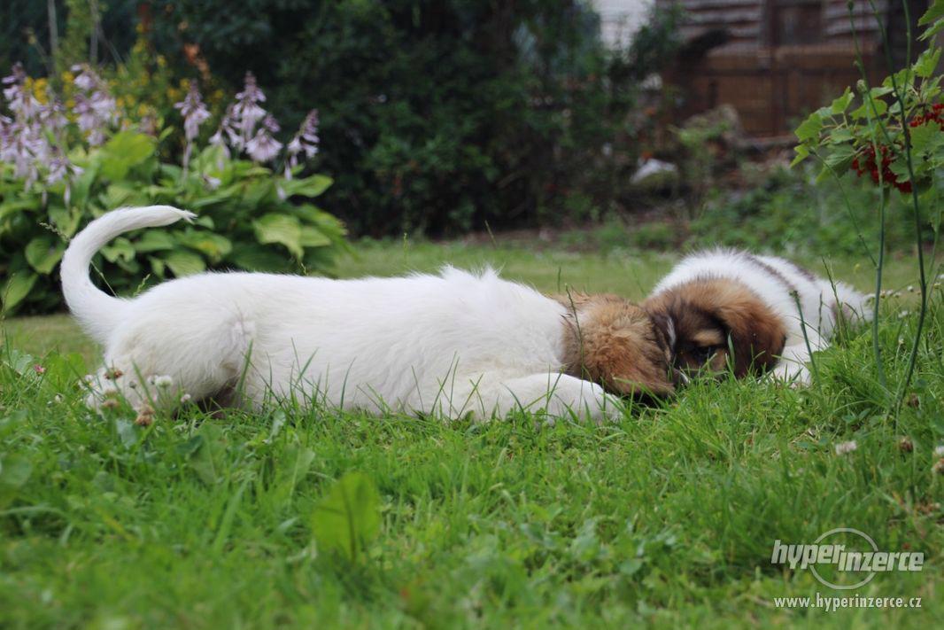 Český horský pes - štěňata - bazar - Hyperinzerce.cz