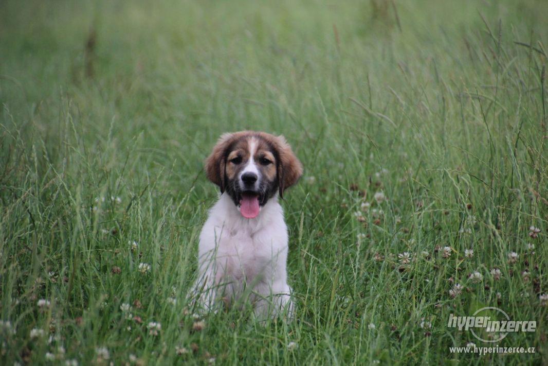 Český horský pes - štěňata - bazar - Hyperinzerce.cz
