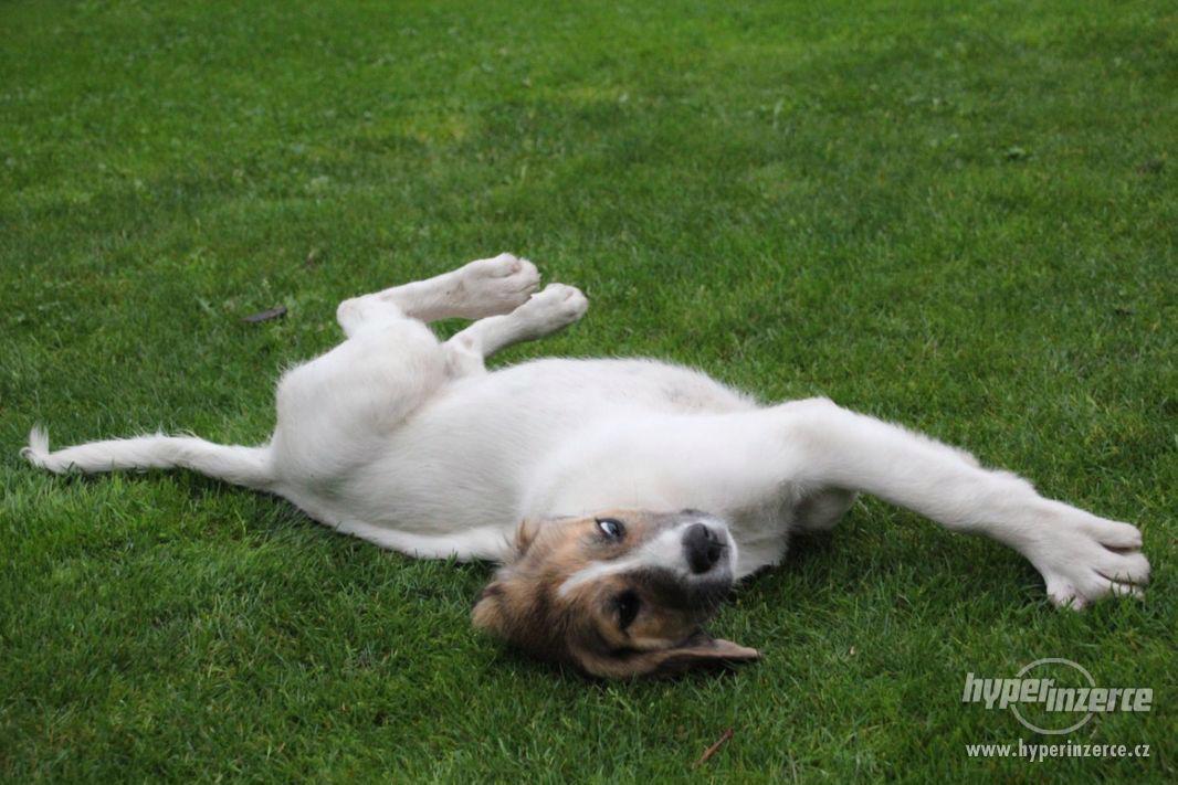 Český horský pes - štěňata - bazar - Hyperinzerce.cz