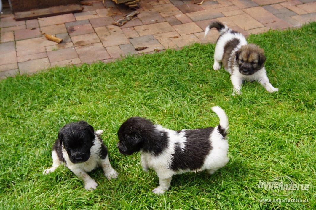 Český horský pes - štěňata - bazar - Hyperinzerce.cz