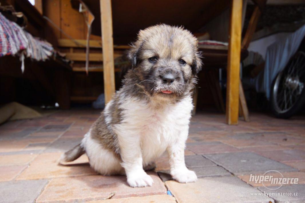 Český horský pes - štěňata - bazar - Hyperinzerce.cz