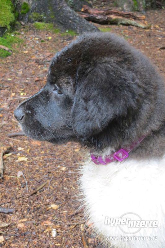 Český horský pes - štěňata - bazar - Hyperinzerce.cz