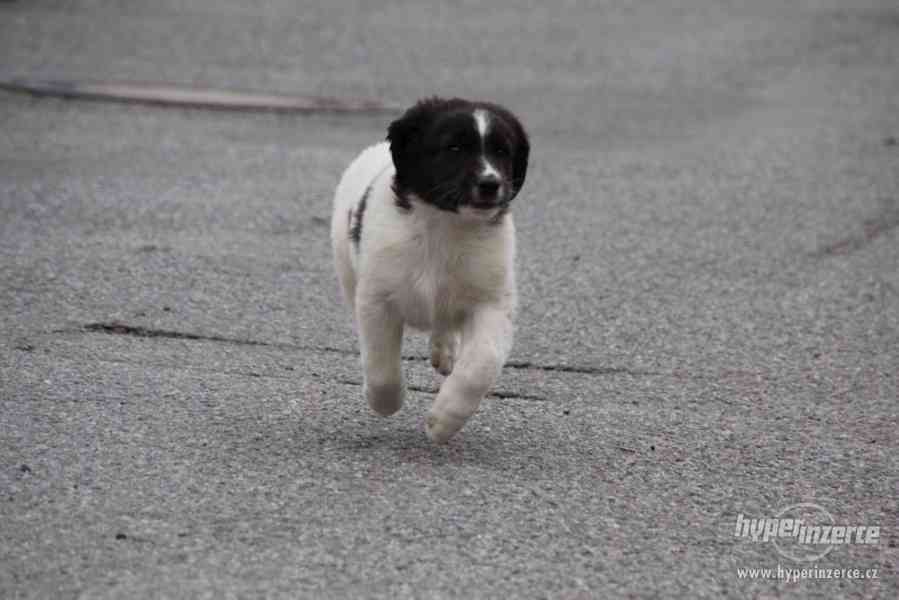 Český horský pes - štěňata - bazar - Hyperinzerce.cz