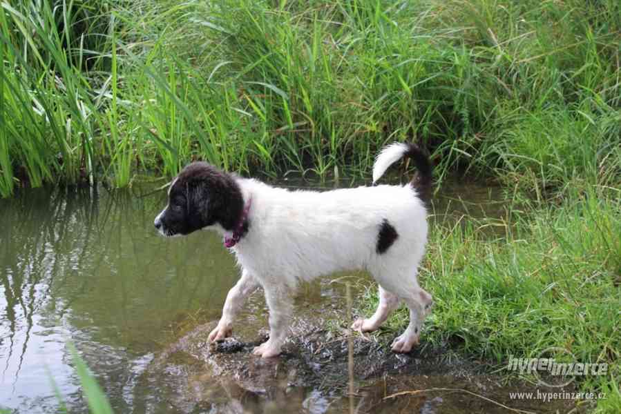 Český horský pes - štěňata - bazar - Hyperinzerce.cz