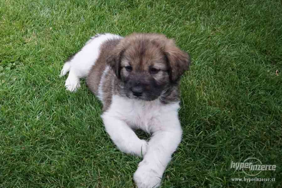 Český horský pes - štěňata - bazar - Hyperinzerce.cz