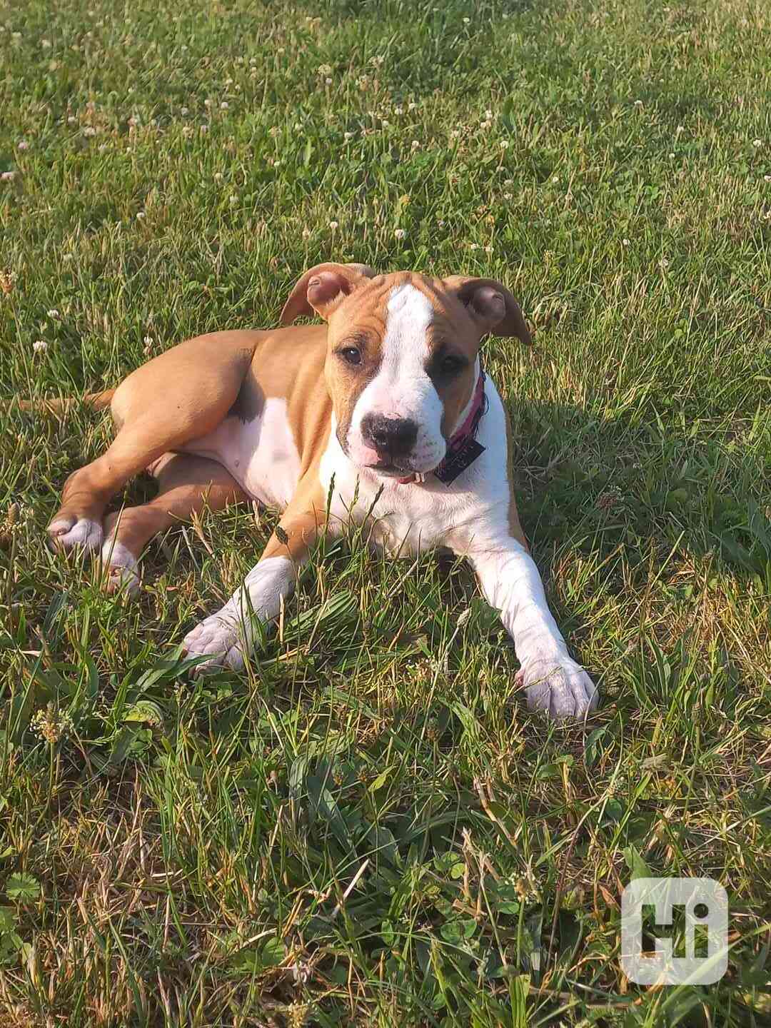 Americky stafordsirsky teriér s pp - bazar - Hyperinzerce.cz