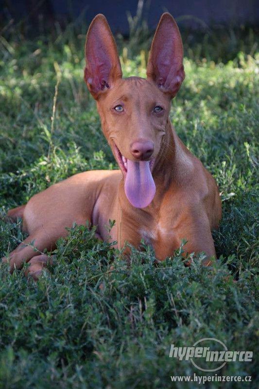 Faraonský pes - bazar - Hyperinzerce.cz