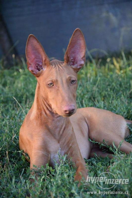 Faraonský pes - bazar - Hyperinzerce.cz