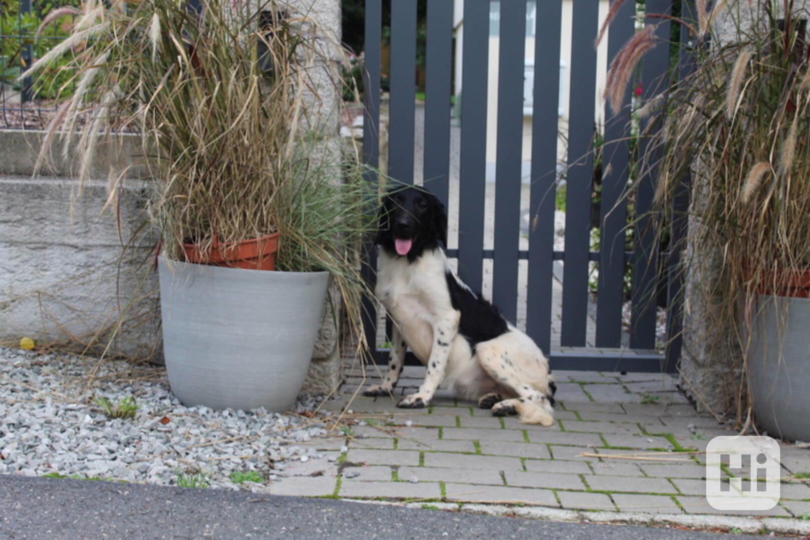 Prodám osmiměsíční fenku fríského ohaře - bazar - Hyperinzerce.cz