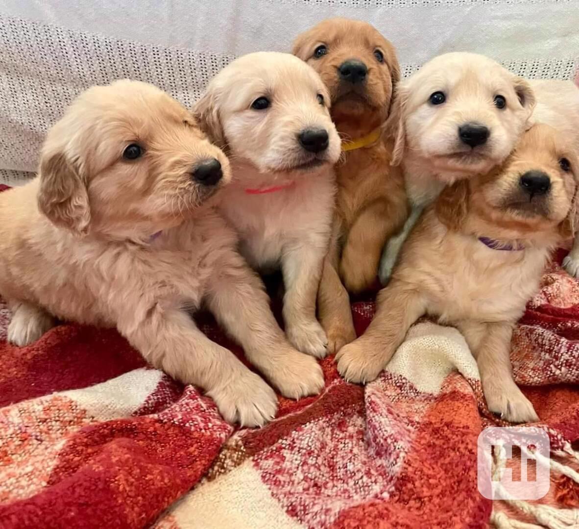 Prodám štěňata Goldendoodle Hele, na co čekáš?? Tyhle miláčk - bazar ...