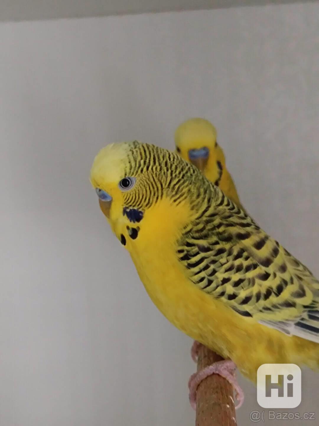 Andulka, andulky Texas clear body (TCB) 2022 - bazar - Hyperinzerce.cz