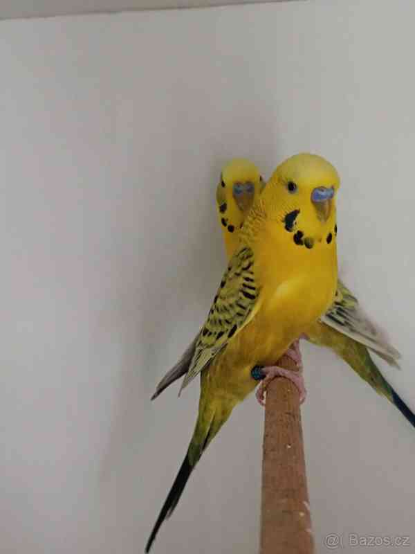 Andulka, andulky Texas clear body (TCB) 2022 - bazar - Hyperinzerce.cz