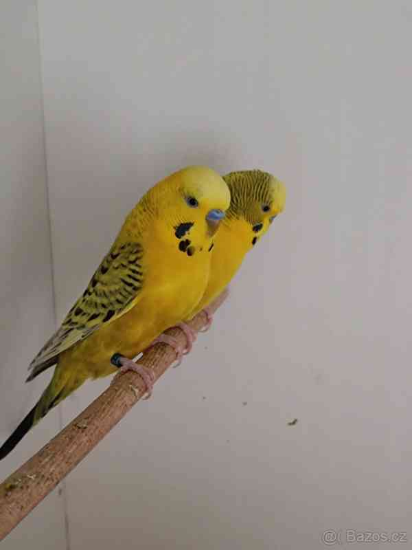 Andulka, andulky Texas clear body (TCB) 2022 - bazar - Hyperinzerce.cz