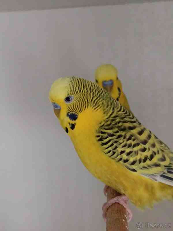 Andulka, andulky Texas clear body (TCB) 2022 - bazar - Hyperinzerce.cz