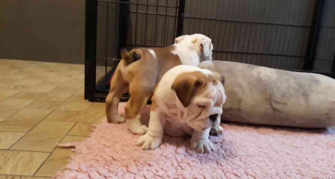 Buldok - bazar - Hyperinzerce.cz