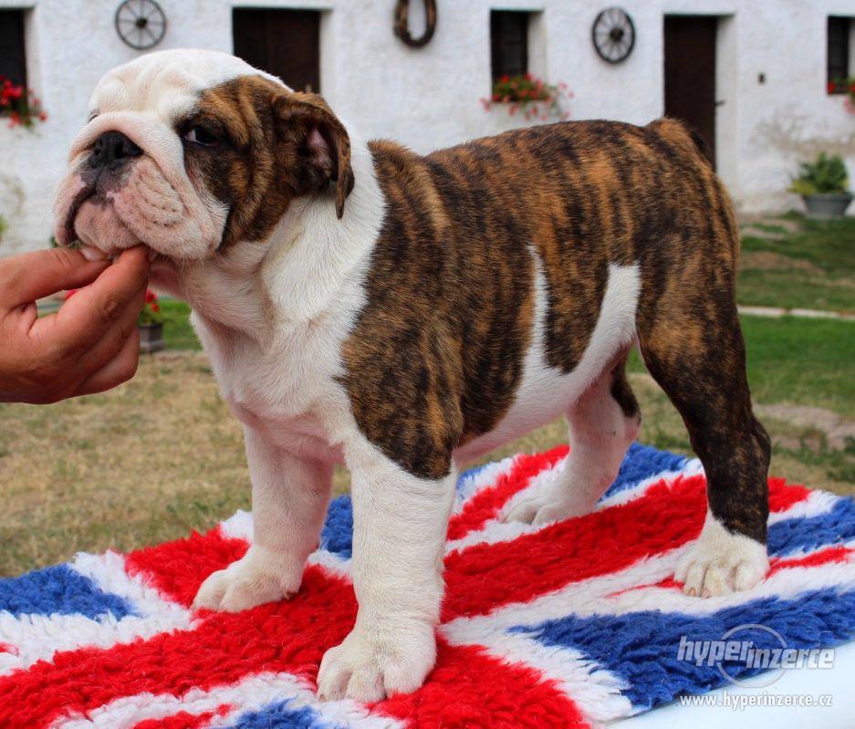 Anglicky buldok - bazar - Hyperinzerce.cz