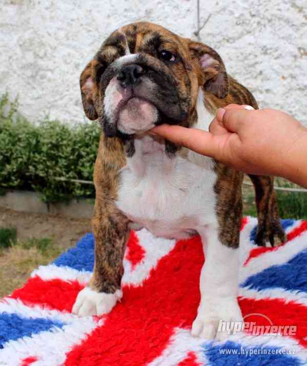 Anglicky buldok - bazar - Hyperinzerce.cz