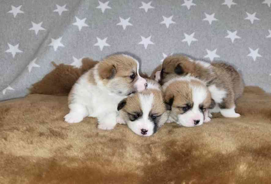 1 vWD & DM CLEAR GIRL KC REG CORGI ŠTĚŇATA - bazar - Hyperinzerce.cz