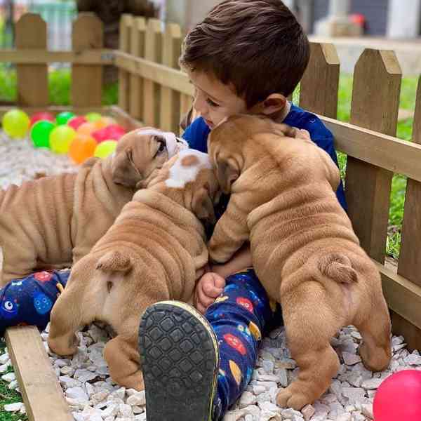 Anglický buldok - bazar - Hyperinzerce.cz