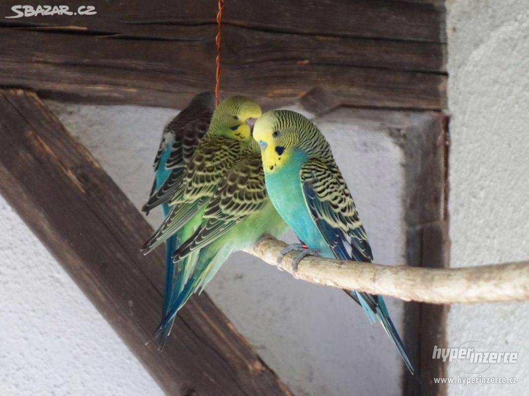 Andulky - bazar - Hyperinzerce.cz