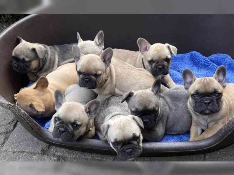 Chiots bouledogue - bazar - Hyperinzerce.cz