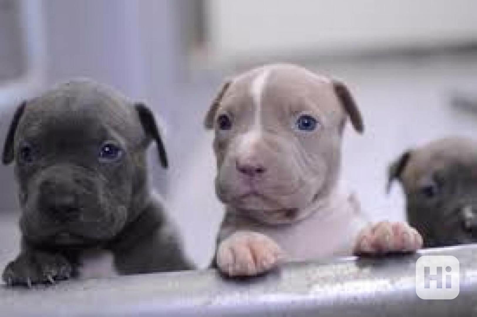 Prodám doma odchovaná štěňata pitbulla Nabízím štěňata Pitbu - bazar - Hyperinzerce.cz