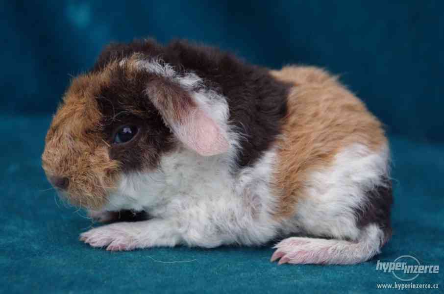 Morčátka US Teddy s PP - bazar - Hyperinzerce.cz