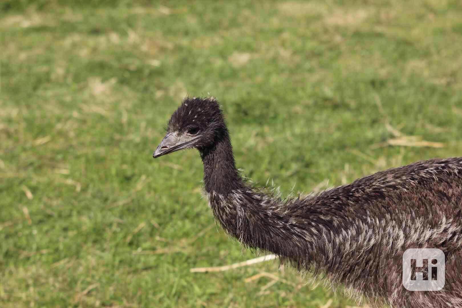 Emu hnědý - samec - bazar - Hyperinzerce.cz