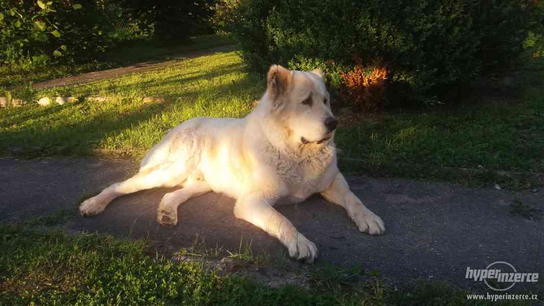 středoasijský pastevecký pes - bazar - Hyperinzerce.cz