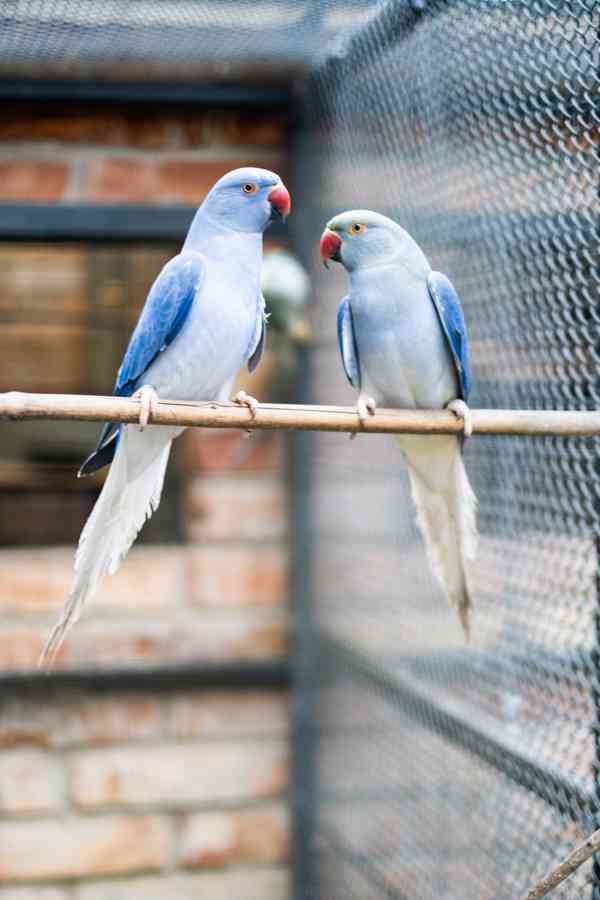 Alexandr malý - bazar - Hyperinzerce.cz